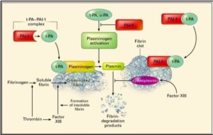 Plasminogen Activator Inhibitor Type 1 Deficiency – Rare Coagulation ...
