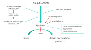 Plasminogen Deficiency – Rare Coagulation Disorders